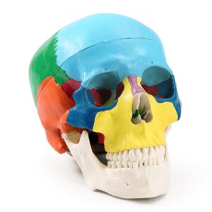 annhua human colored skull model 3-part anatomical skull model life size, anatomy didactic exploded head skull model colorful for medical students, art reference and medical study