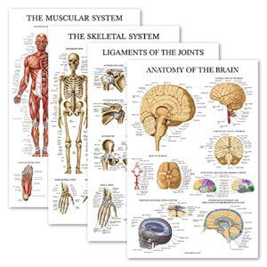 palace learning 4 pack - anatomical poster set - laminated - muscular, skeletal, ligaments of the joints, brain - anatomy chart set (laminated, 18” x 24”)