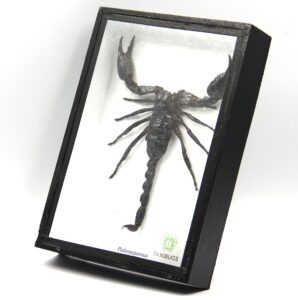 taxibugs real exotic poisonous scorpion – preserved taxidermy insect bug collection framed in a 3d wooden frame as pictured taxidermy (black wooden box)