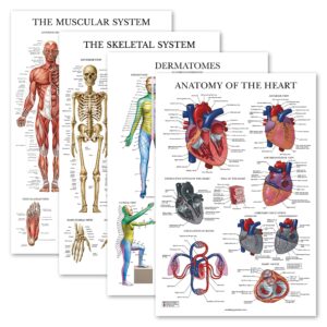 palace learning 4 pack - anatomical poster set - laminated - muscular, skeletal, dermatomes, heart anatomy - anatomy chart set (laminated, 18” x 24”)