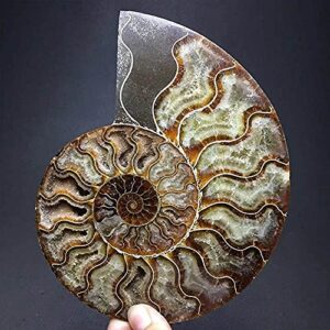 raldmov natural beautiful ammonite fossil conch specimen collectibles home decor gifts ornament (9-11in)