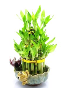 9greenbox - lucky bamboo - frog and lotus