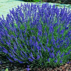 clovers garden english lavender (lavandula) hidcote blue plants – two (2) live plants – non-gmo - not seeds - each 4" to 8" tall – in 4" inch pots - compact growth