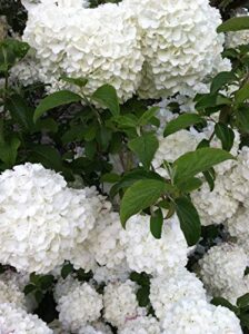 pixies gardens (2 gallon bare-root) chinese snowball viburnum beautiful softball size hydrangea-like blooms that start out lime green and then open to glistening white.