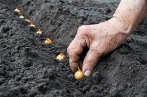 yellow onion sets | 40 onion bulbs onion .for planting