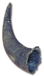 large american bison buffalo horns