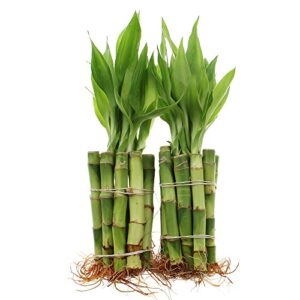 nw wholesaler - 4" live lucky bamboo plant - bundle of 20 stalks - live indoor houseplants for home decor, live bamboo plant, indoor low light plants, feng shui (20)