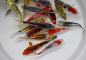 select 10 pack of 3-4 inch live koi fish