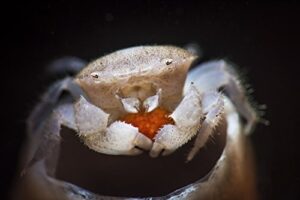 a small tube sponge crab carries its eggs under its carapace poster print by brook petersonstocktrek images (17 x 11)