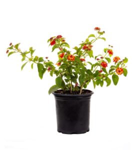 american plant exchange live dallas lantana plant with colorful red and orange flowers, plant pot for home and garden decor, 6" pot