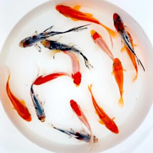 toledo goldfish live shubunkin, sarasa, and comet goldfish combo, live fish with a variety of colors and patterns - perfect for ponds, tanks, and aquariums - 3-4 inches, 2 of each, 6 total count