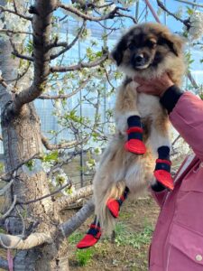 lonsuneer dog boots breathable protect paws soft nonslip soles set of 4 size large color red