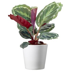 american plant exchange calathea medallion live prayer plant, 6-inch pot w/stylish cover, pet safe, low light, & air purifying tropical indoor plant for home, office & garden décor