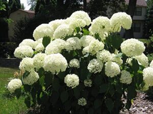 old fashion snowball viburnum viburnum opulus roseum bigv003