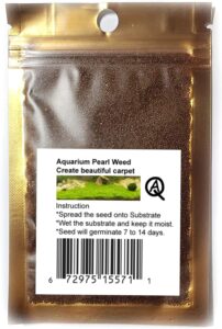 fresh water aquarium live plants foreground seeds or carpeting in planted fish tank. safe for shrimps, betta, goldfish, and guppies.