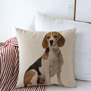 decorative throw pillow covers brown dog beagle sitting white away animals studio wildlife black canine looking carnivore cut out funny square cushion pillowcase covers sofa bench 20x20 inch