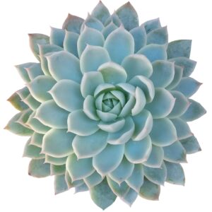 echeveria violet queen 2" | healthy succulent echeveria live easy care indoor house plant, fully rooted in 2/4/6 inch sizes