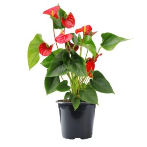 american plant exchange anthurium plant, 6-inch pot, live indoor houseplant, easy care flowering houseplant, home and office décor, red flowers