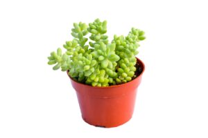 live donkey tail succulent plant – large 4-inch - fully rooted donkey tail (sedum morganianum) succulent plant – succulent market (1)