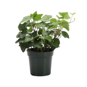 thorsen's greenhouse live green english ivy plant, hedera helix, live indoor plant, 4" diameter pot