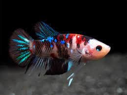 d&a tropical live fish-1 female koi galaxy betta fish- assorted color - live betta fish for pond, fish tank or aquarium, live fish freshwater