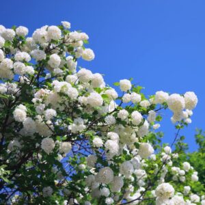 2 old fashion snowball viburnum plants live from 6 to 12 inc tall 4 inc pot, japanese viburnum shrub to grow