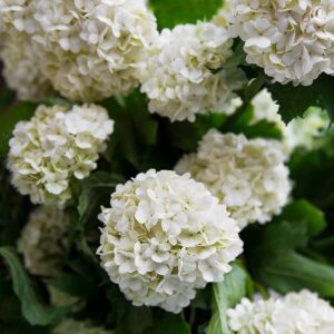 2 old fashion snowball viburnum plants live from 6 to 12 inc height 4 inc pot, japanese viburnum shrub to grow