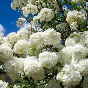 old fashion snowball viburnum plant live, japanese viburnum shrub bush from 6 to 12 inc height 4 inc pot