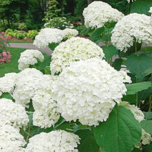 qauzuy garden 50 premium hydrangea seeds white hortensia - attractive perennial flowering shrub bush tree - attract pollinators & fast-growing - striking accent landscape plant