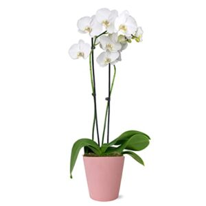 just add ice ja5185 white orchid in matte pink pottery - live indoor plant, long-lasting flowers, pink décor, easy care, gift for mother's day, anniversay, valentine's day - 5" diameter, 25" tall