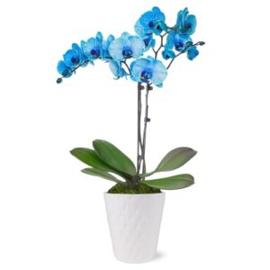 just add ice ja5015 blue watercolor orchid in white evi ceramic pottery, long-lasting fresh flowers, live indoor plant, easy to grow gift, elegant bright blue home décor planter, 5" diameter, 25" tall