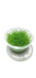 marcus fish tanks - dwarf hairgrass live aquarium plant tissue culture freshwater aquatic plants