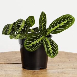 greendigs lemon lime prayer plant in 5 inch grower's pot