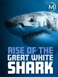 rise of the great white shark