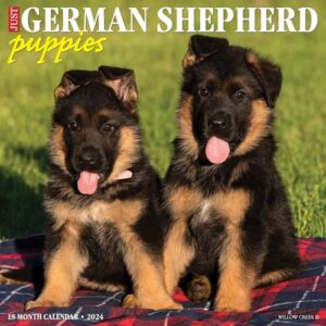 willow creek press german shepherd puppies monthly 2024 wall calendar (12" x 12")