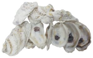 u.s. shell, oyster shells, 4 to 5 inches, 3.75"-5", 20 count