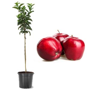 american plant exchange live red delicious apple tree, fruit-bearing plant pot for harvest and home and garden decor, 3-4' tall, 5-gallon pot