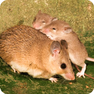 mouse family sim