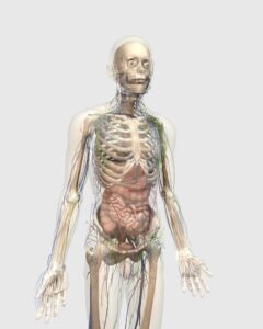 posterazzi transparent human body with internal organs lymphatic circulatory system poster print, (25 x 32)